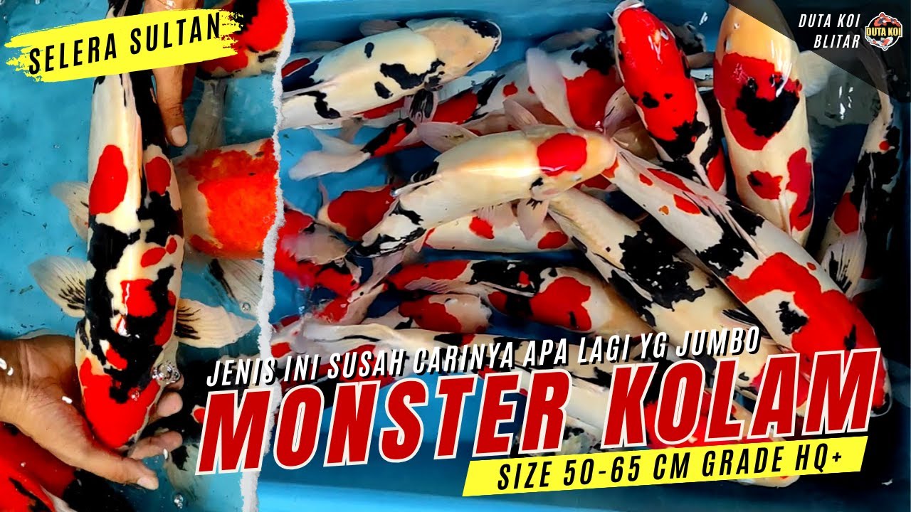 WADUH NGERI !! REVIEW KOI SUPER JUMBO MONSTER KOLAM SULTAN !! GRADE HQ ...
