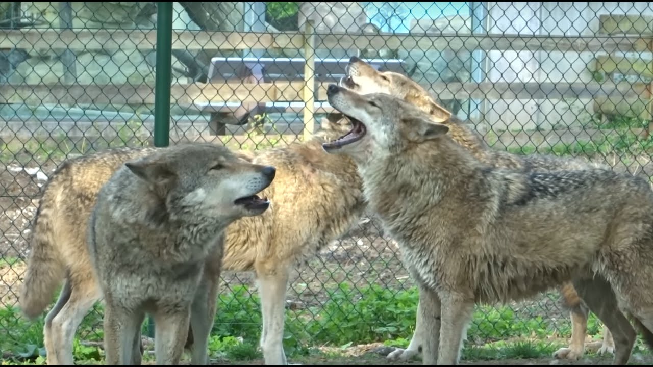 AWESOME! WOLVES HOWLING, wolf VOCALIZATION; Wölfe heulen, hurlement des ...