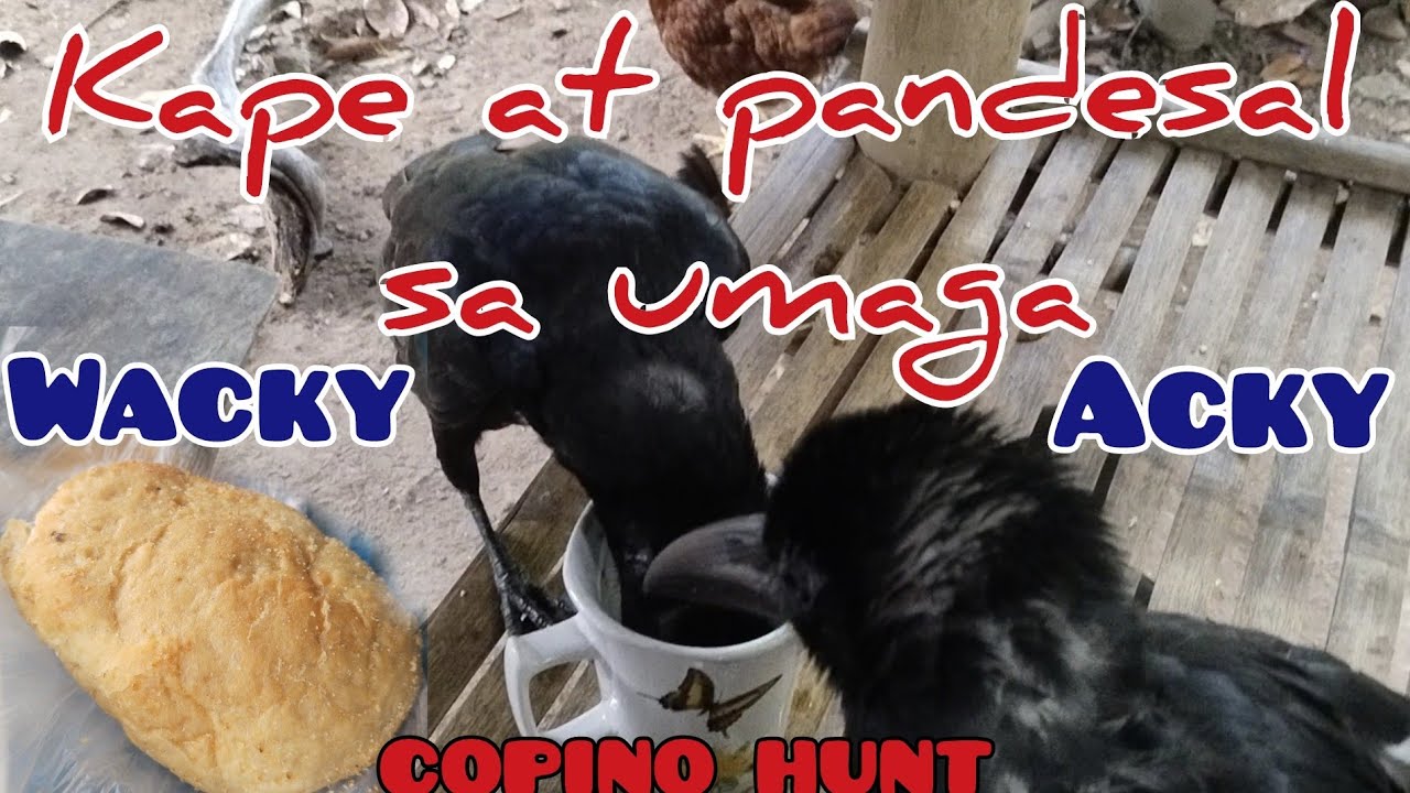 KAPE AT PANDESAL, ALMUSAL SA UMAGA ni WACKY At ACKY/ COPINO HUNT - YouTube