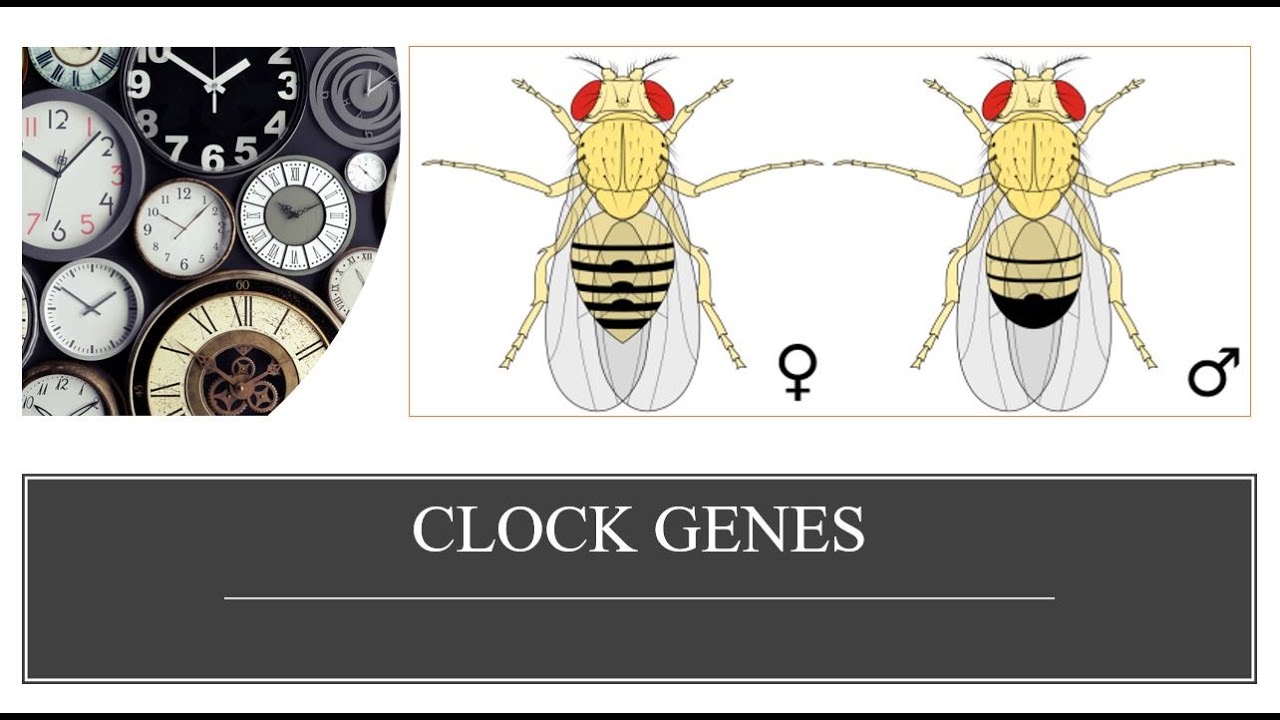 CLOCK genes - YouTube