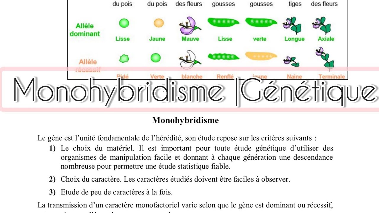 Monohybridisme : Génétique - YouTube