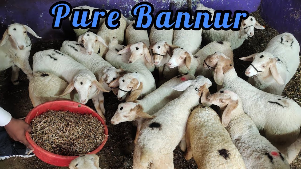 pure quality short size bannur baby sheeps lot available in A1 goat ...