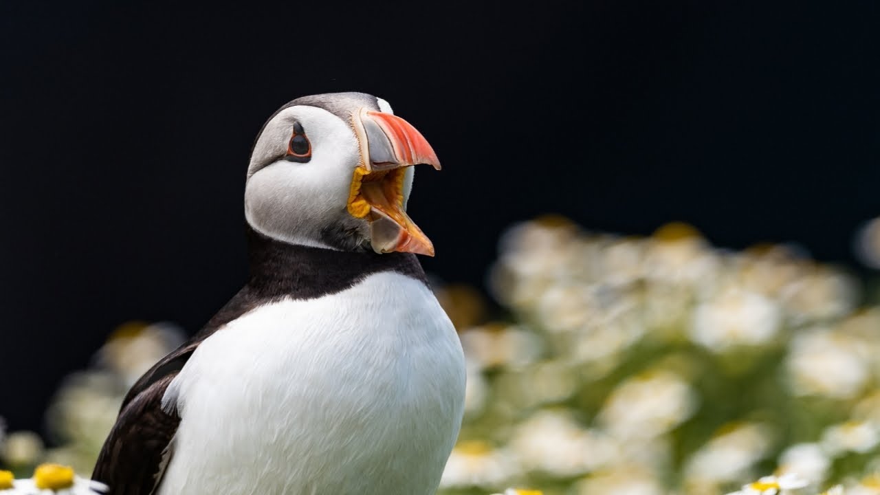 Ultimate Natural Scenes | Birds Geography | Singing and Chirping, Sound ...