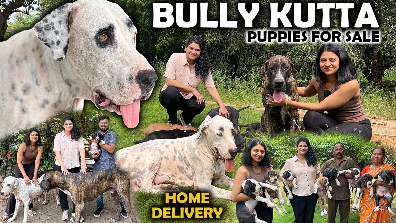 புல்லி குட்டா Native Breed Puppies for sale | Indian Mastiff Dogs ...