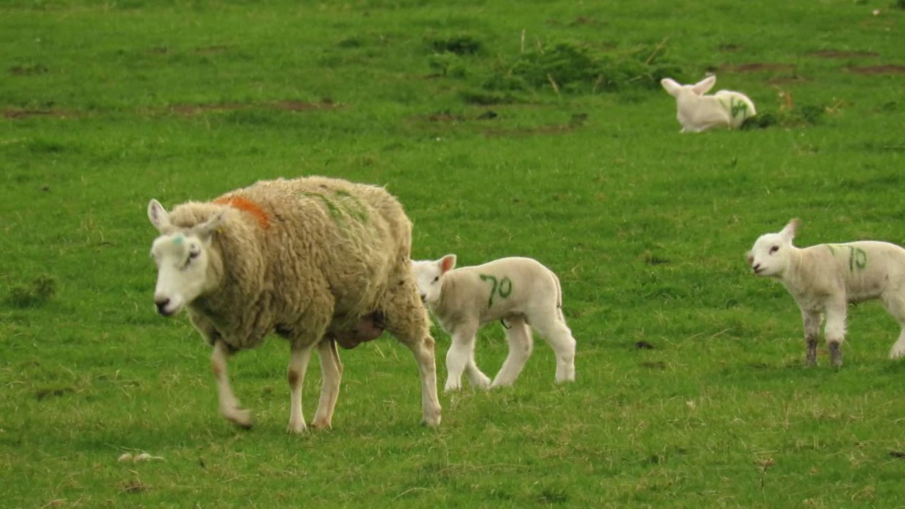 Some sheep and newborn lambs in a field beside the canal. - YouTube