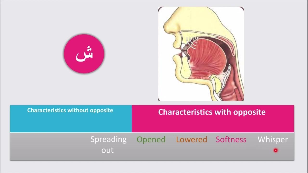 Summary of the articulation points and the characteristics of the ...
