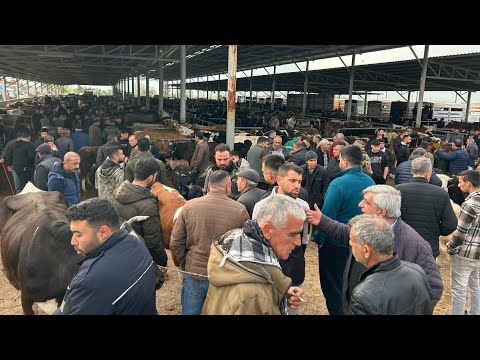 BU PAZARDA  YOK YOK.