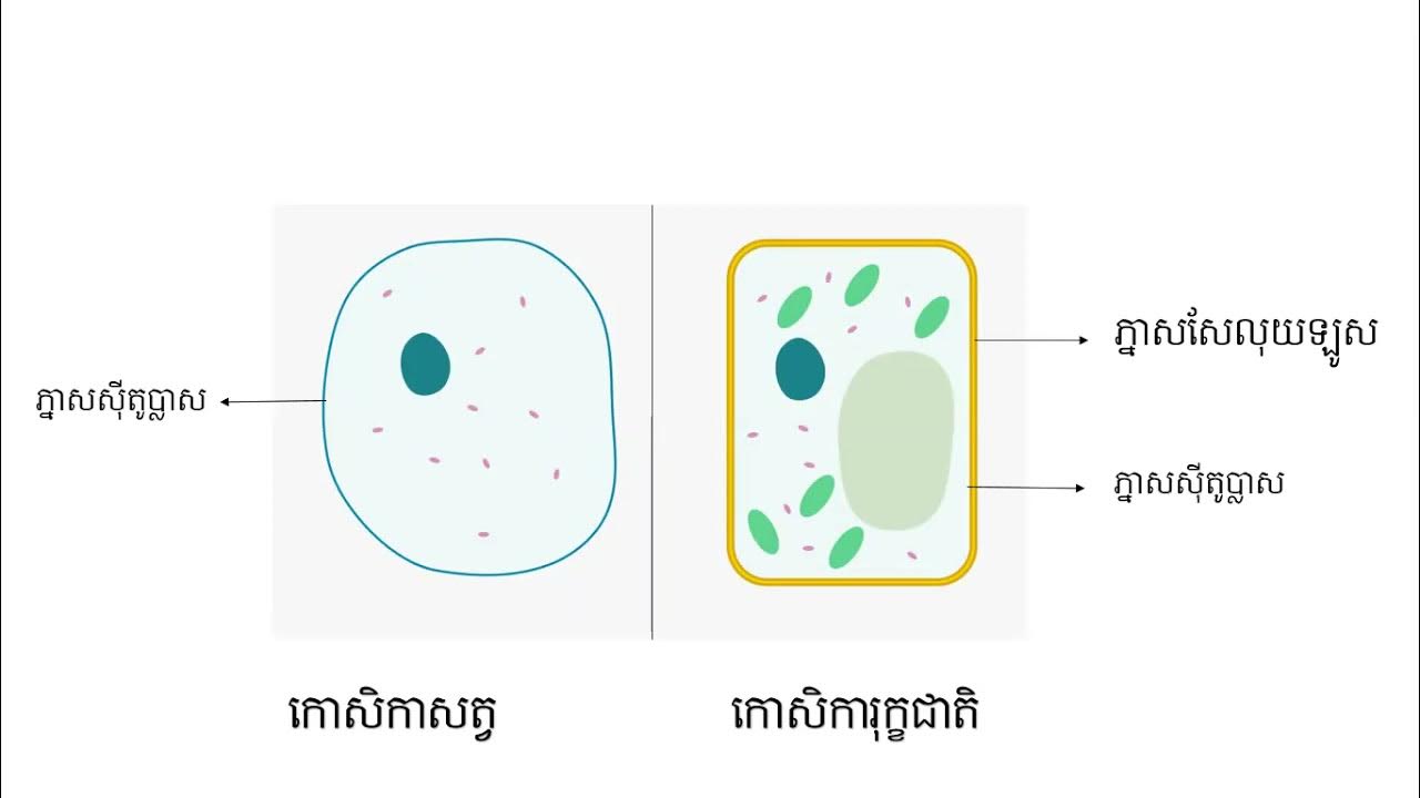 G7/BIOLOGY/មេរៀនទី១ រូបផ្ដុំកោសិកា/29032021 - YouTube