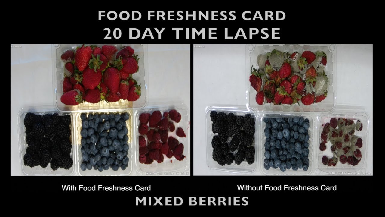 Mixed Berries 20 Day Laboratory Time Lapse Video with Food Freshness ...