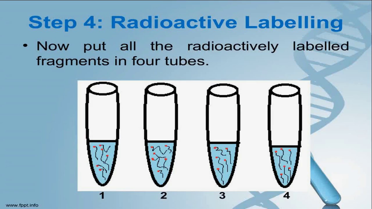 Maxam-Gilbert method of DNA sequencing - YouTube