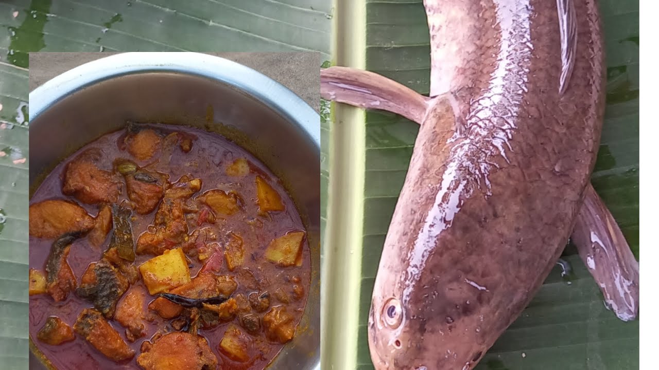 #shol macher recipe #shol macher curry recipe #bengali fish curry - YouTube