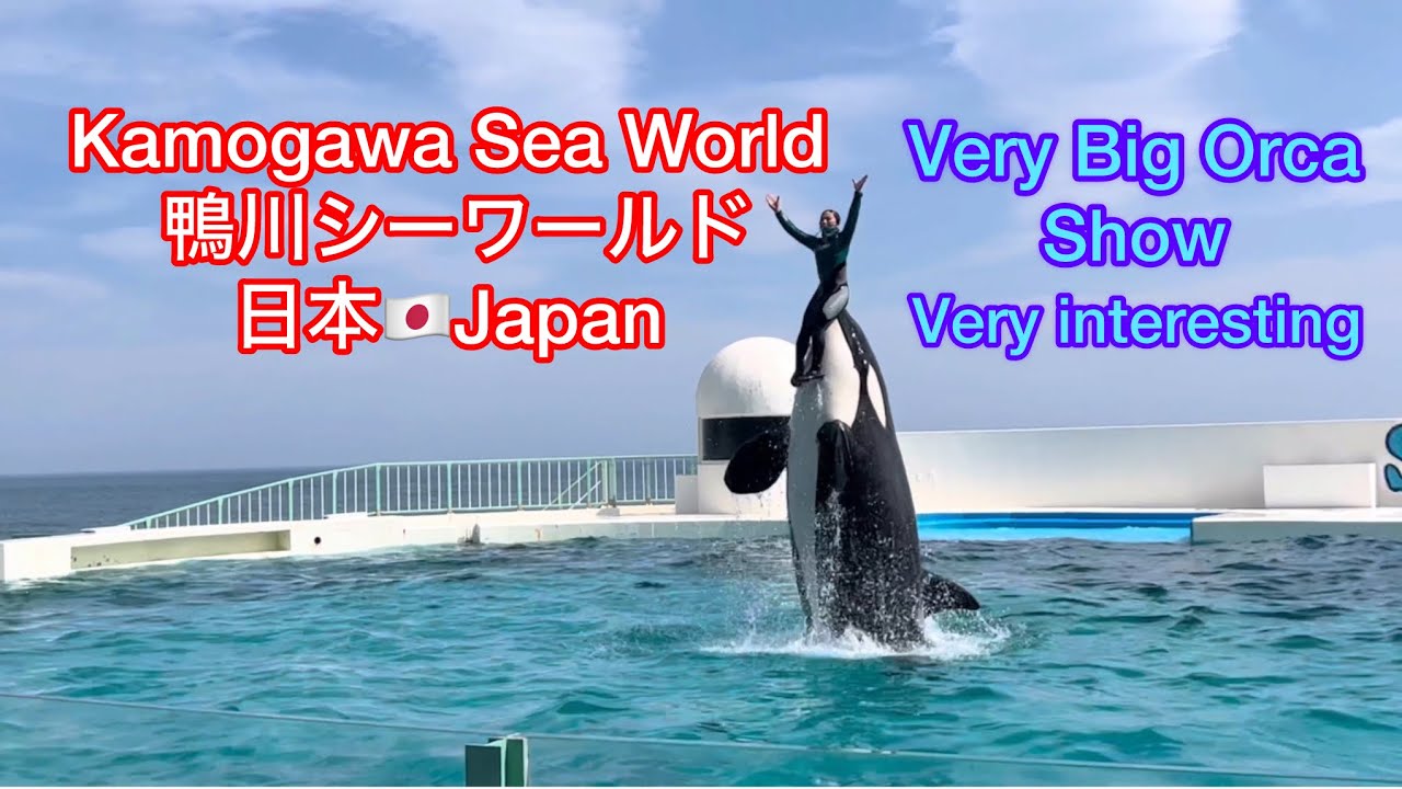 Dolphin show at Kamogawa sea world Japan 鴨川シーワールド - YouTube