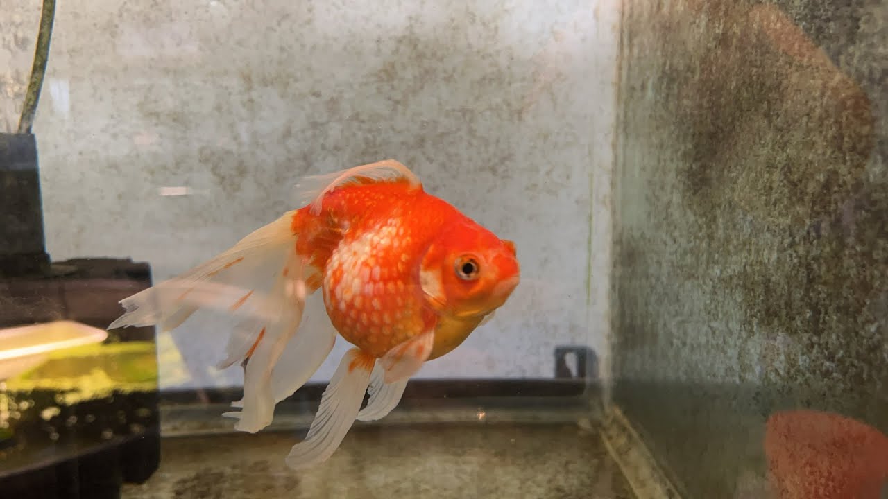 Mr. Chunky Face Update (every millisecond) - YouTube