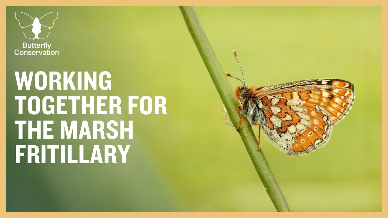 Working together for the Marsh Fritillary - YouTube