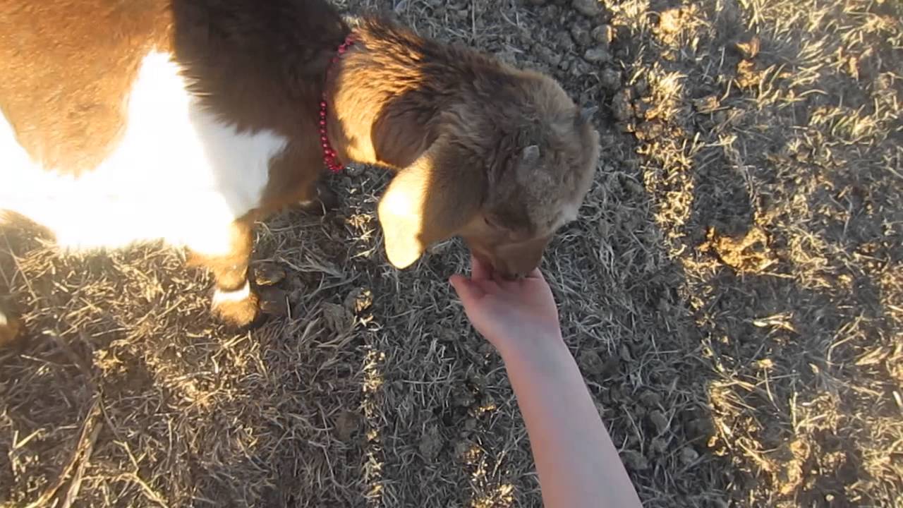 How to catch a Goat - YouTube