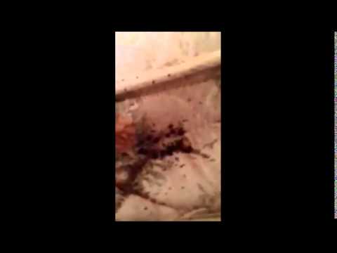 PestPlus- Bed Bugs Killing teenage Girl - YouTube