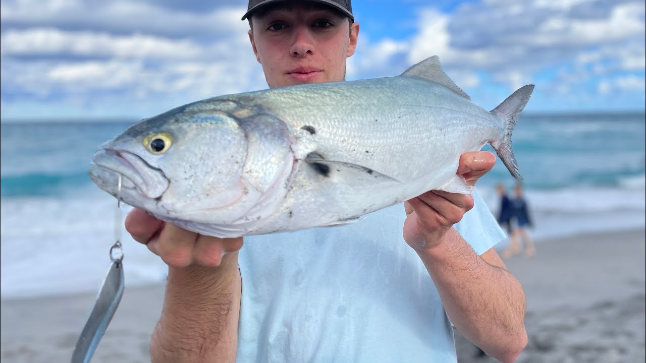 How to Catch Bluefish from Florida Beaches - YouTube