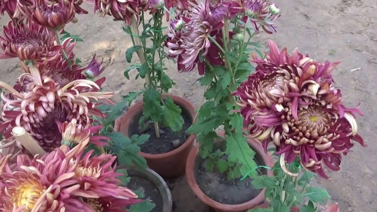 Beautiful Guldaudi(Chrysanthemum)Flowers - YouTube