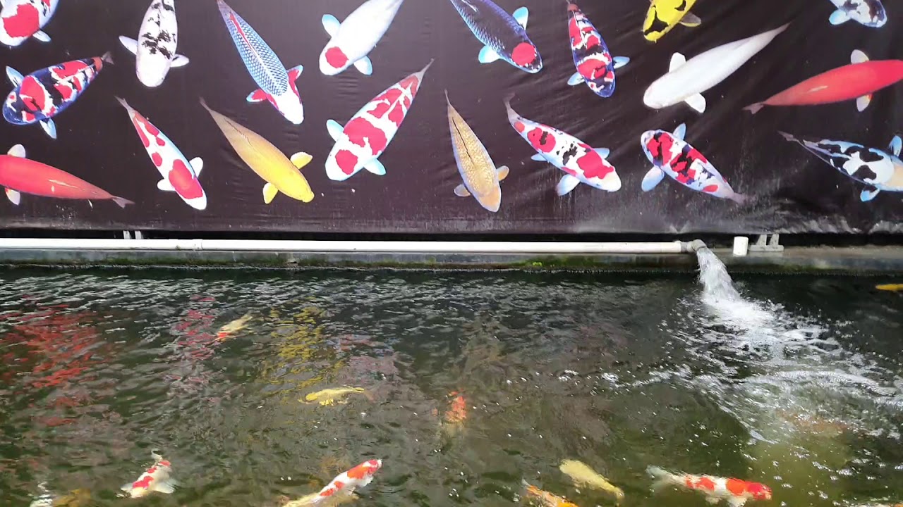 KAISAR KOI FARM INDONESIA - YouTube