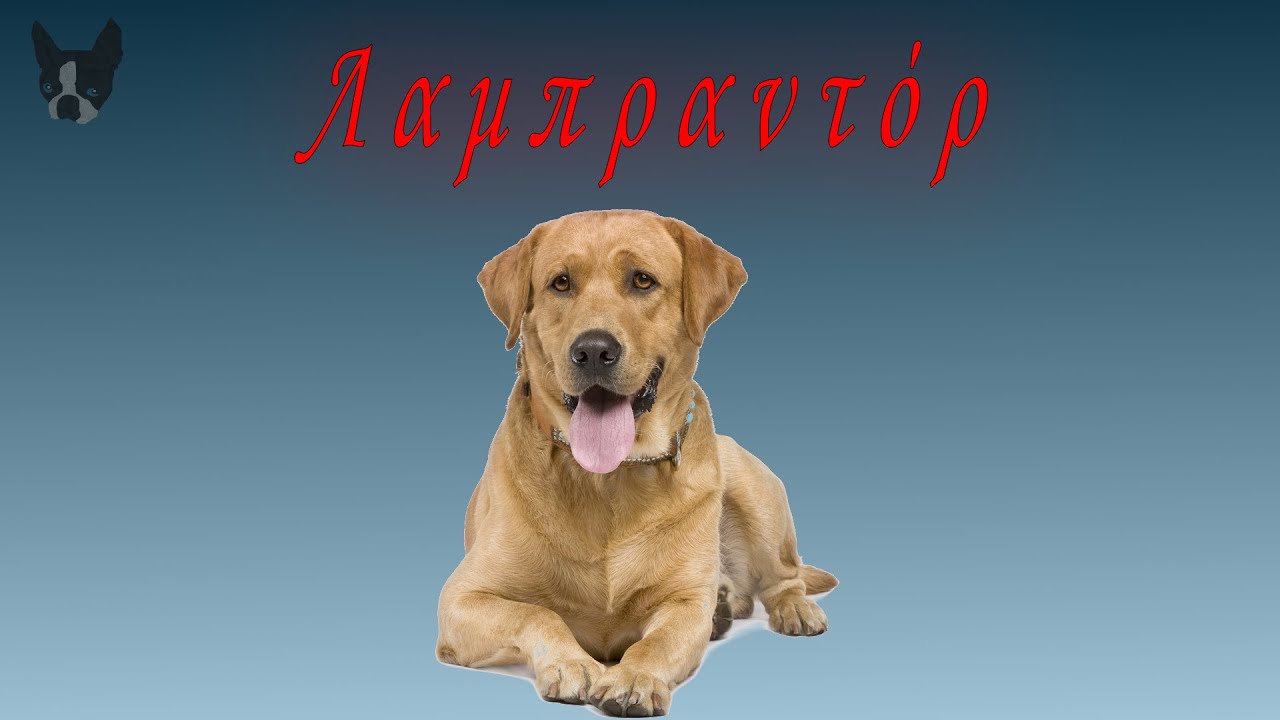 Λαμπραντόρ - YouTube