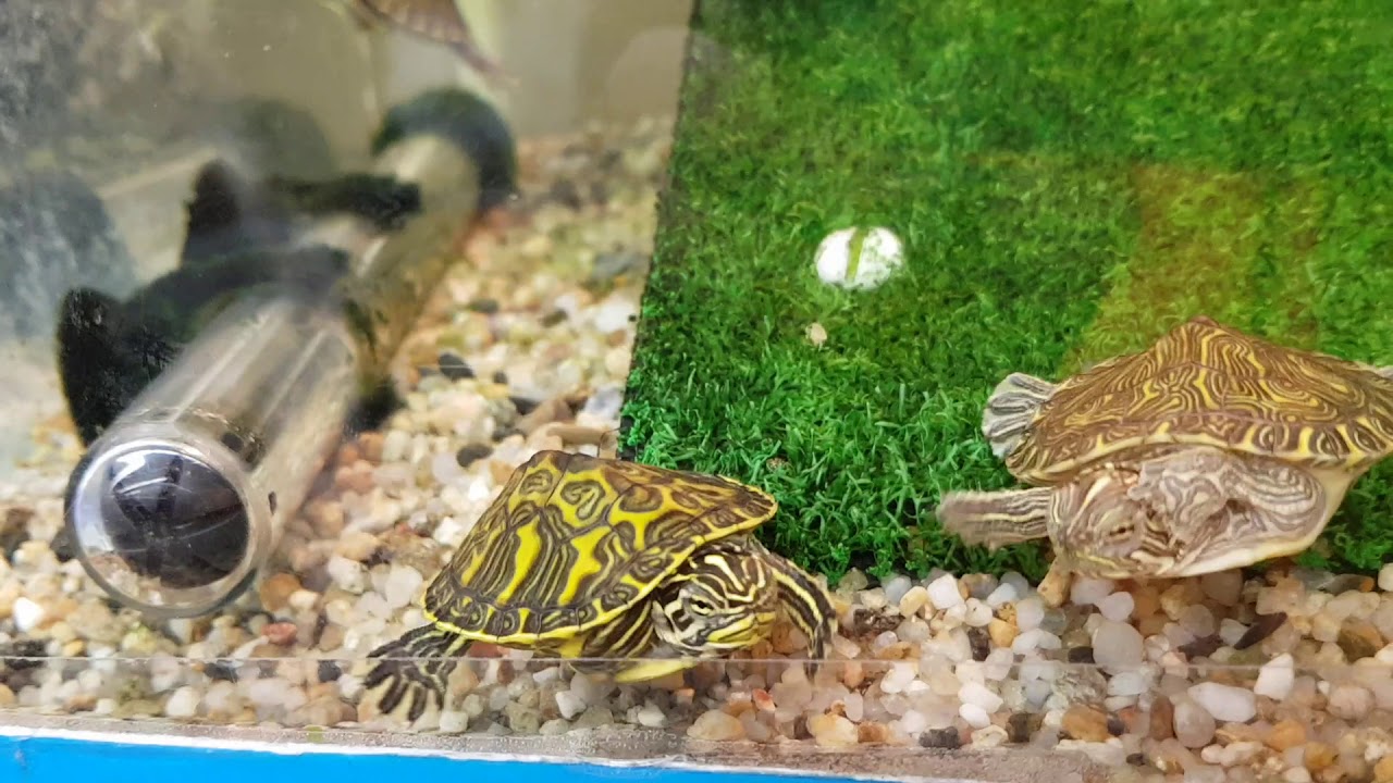 Peninsula Cooter Aquatic turtle USA - YouTube