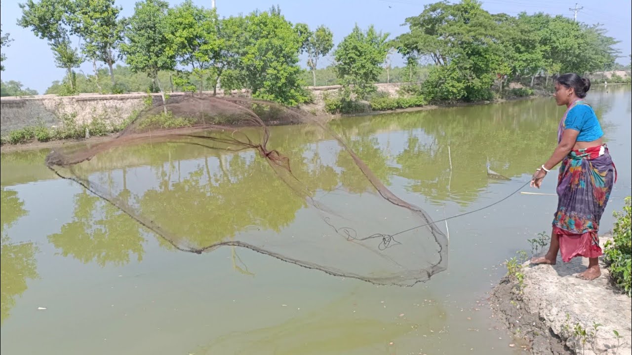 Girl net fishing - Village pond btg catching fish With a cast net by ...