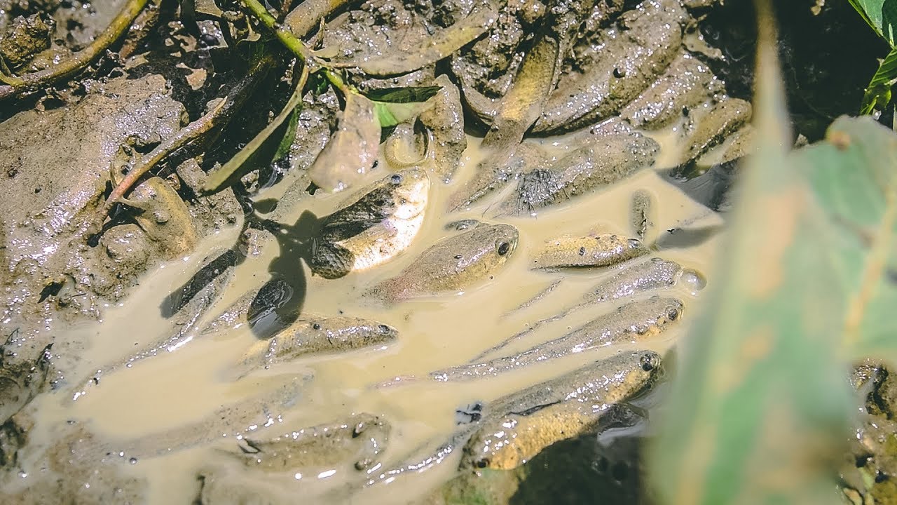 Fishing Skills - Mud Fishing With 4 Hands Catching All Fishes Today ...