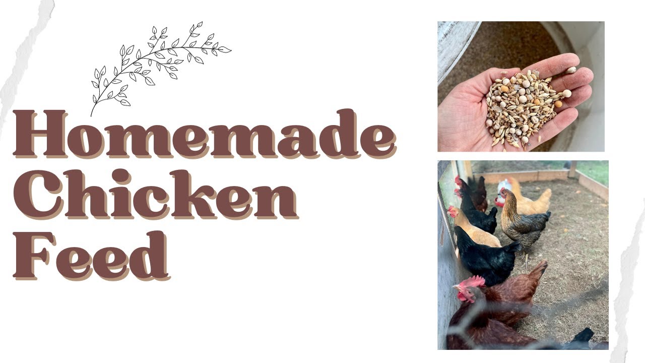 Homemade Corn and Soy Free Chicken Feed | How to Ferment Chicken Feed ...