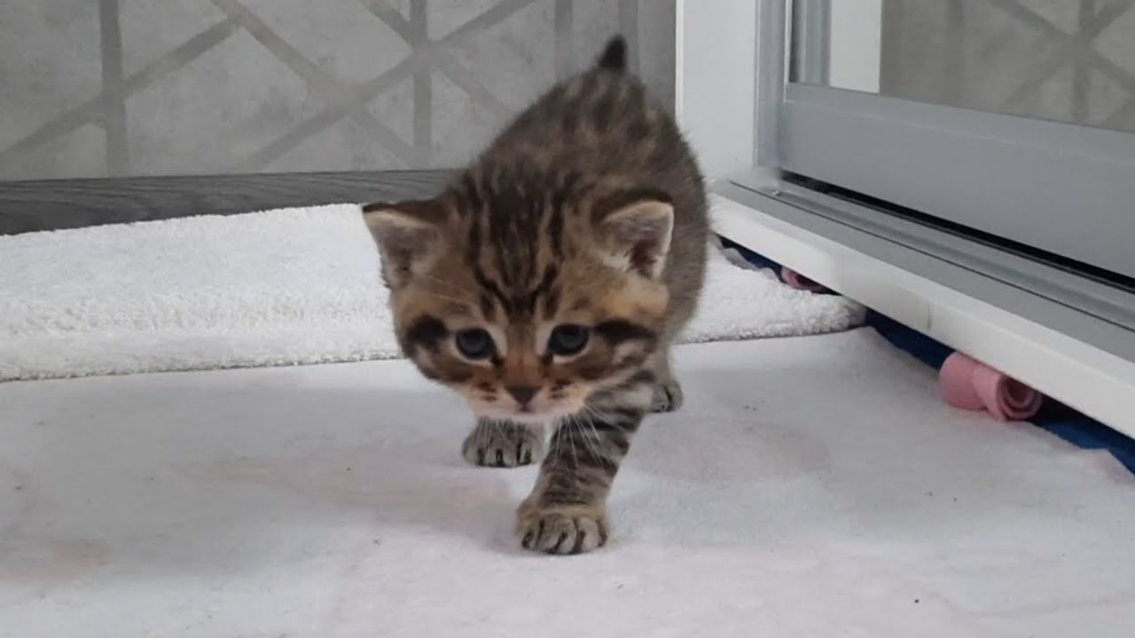 The most dangerous kitten in the world - YouTube