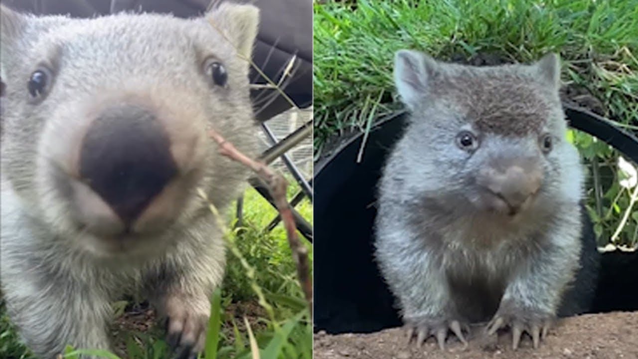 Wombat look like a tiny teddy bear ️ ️ - YouTube