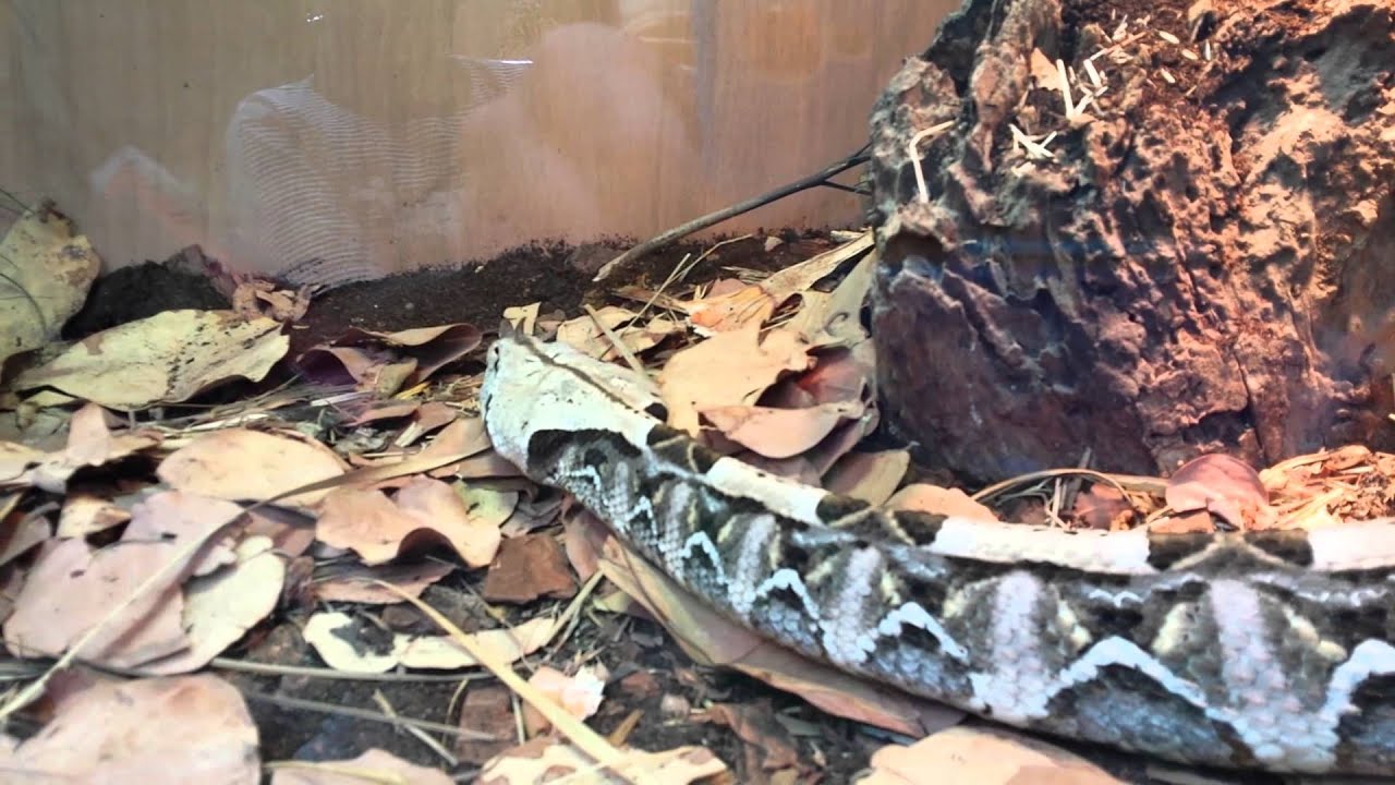 Bitis Gabonica Rhinoceros - YouTube