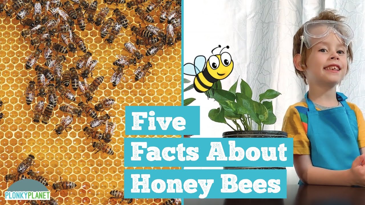 5 Facts about Honey Bees | Honey bee video for kids and the importance ...