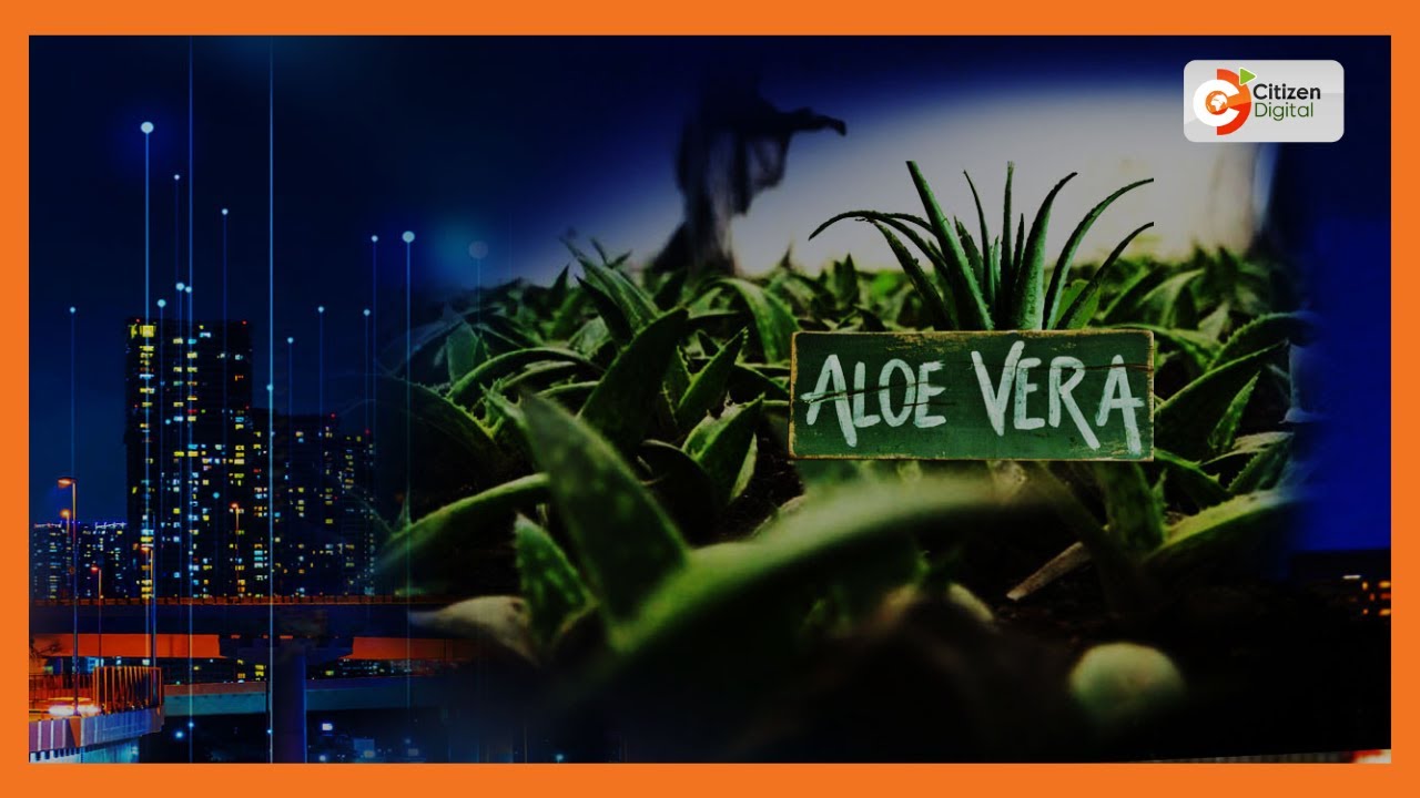 Smart Farm| Aloe Vera farming in Baringo County - YouTube