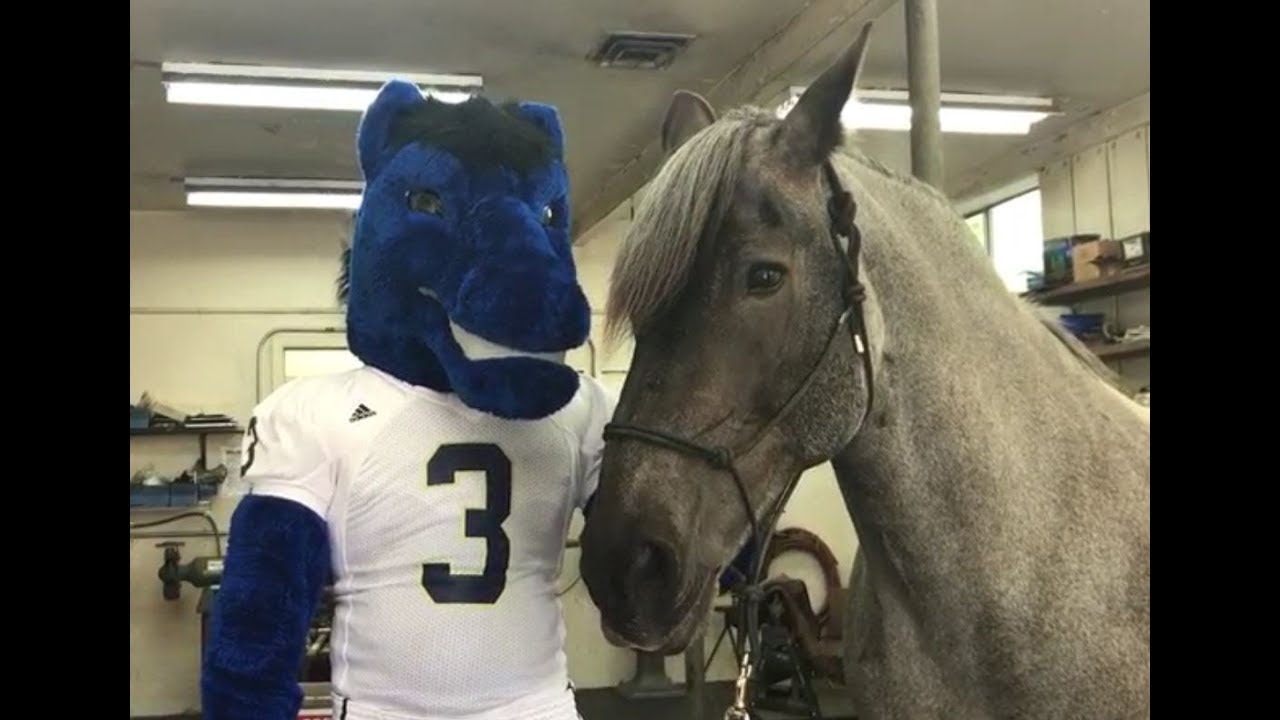 Gunrock Gets Check-up at UC Davis Veterinary Hospital - YouTube