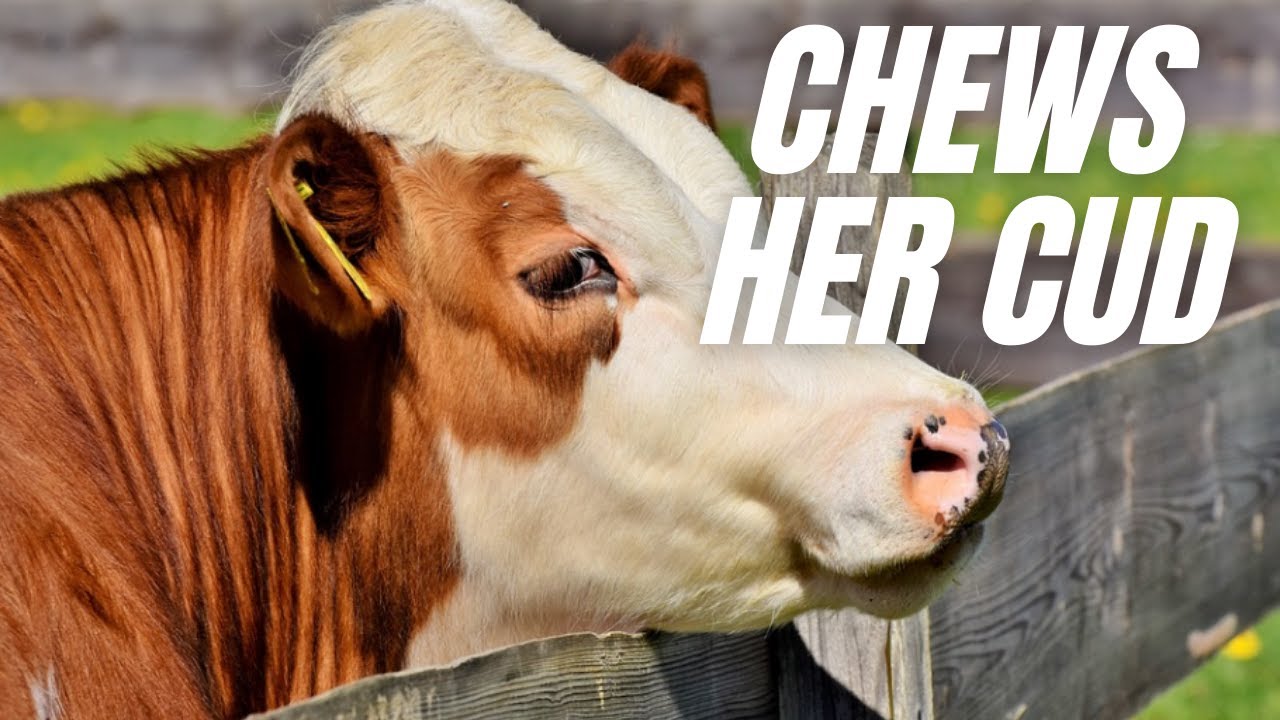 Chewed The Cud | Animal Calf Chews Her Cud | Kingdom Of Awais - YouTube