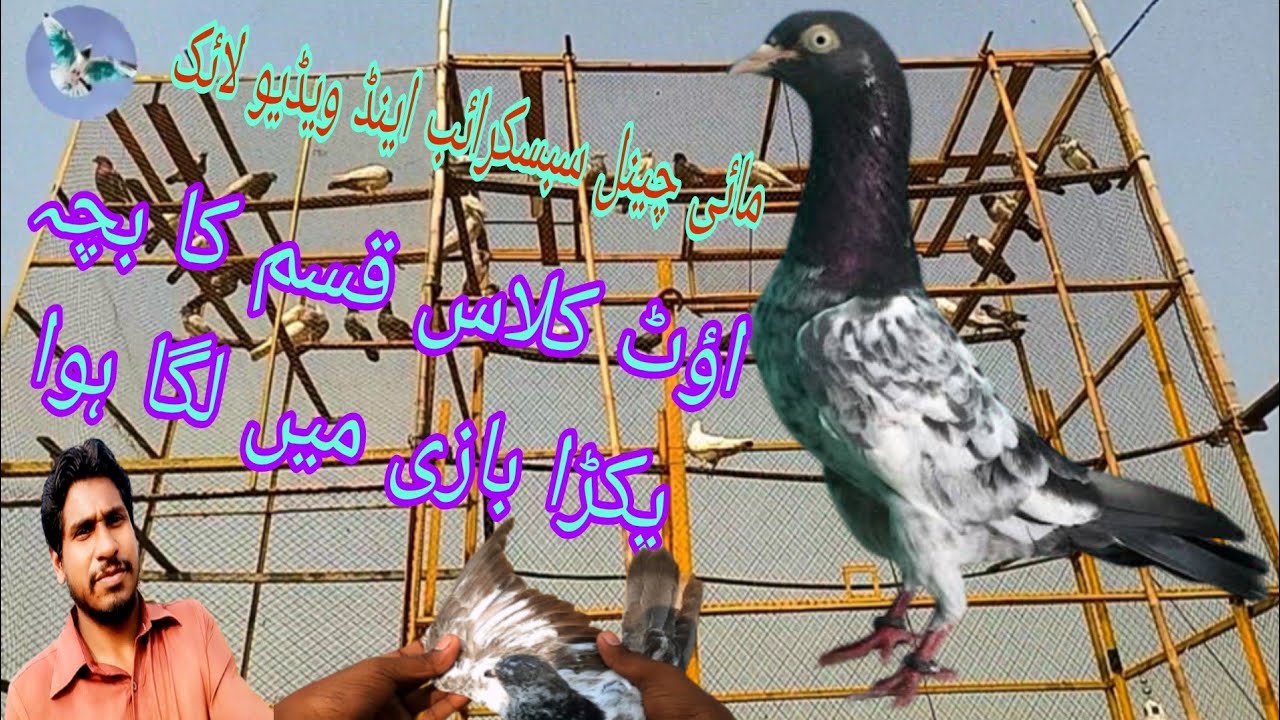 Bhat hi acha patha pakra kamal ho giya//high flying babay pigeon pakra ...