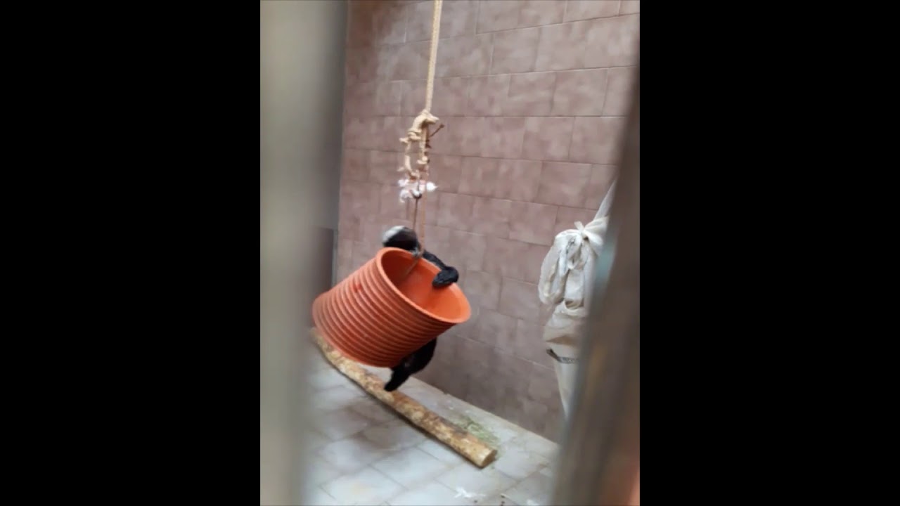 Honey Badger: extremely clever animal - YouTube