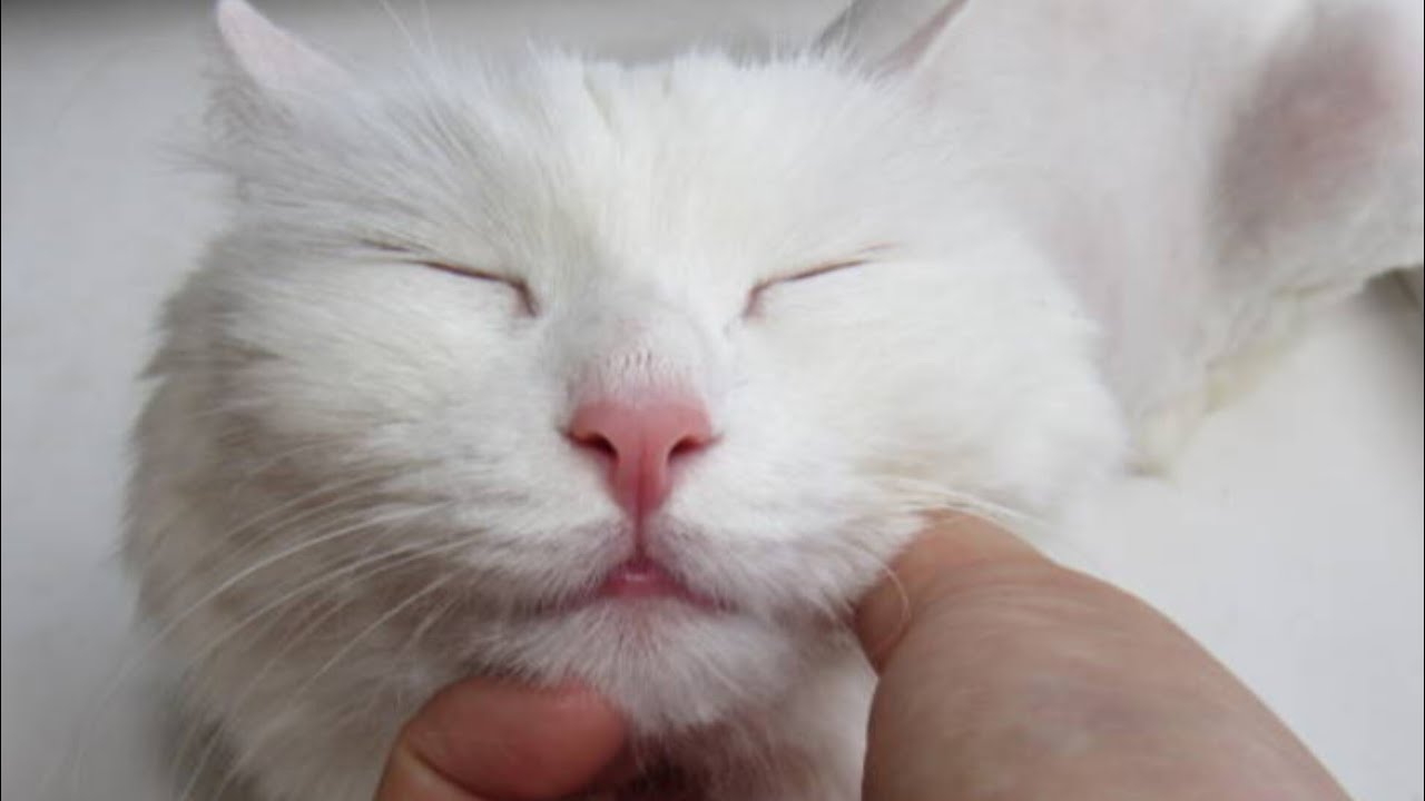 cat ke Sath Ho Gaya moya moya😂 cat ne kiya freezer per hamla 😂 - YouTube