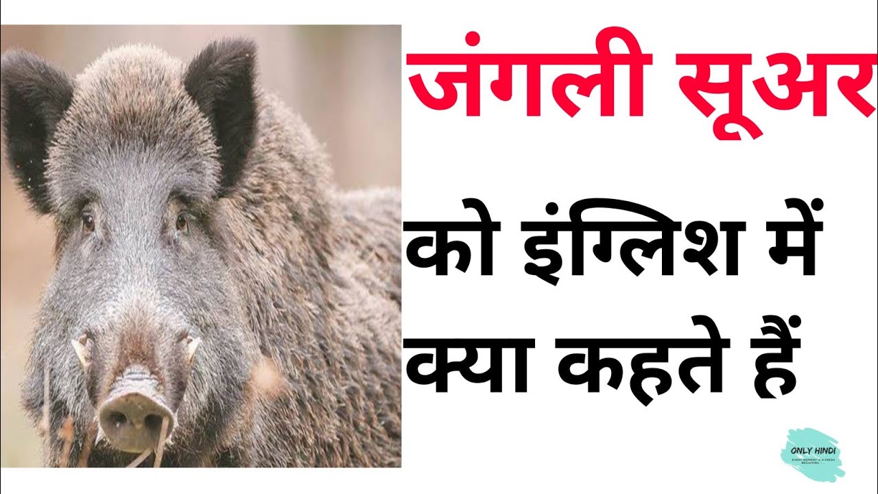 जंगली सूअर को इंग्लिश में क्या कहते हैं | junglee suar animal ko ...