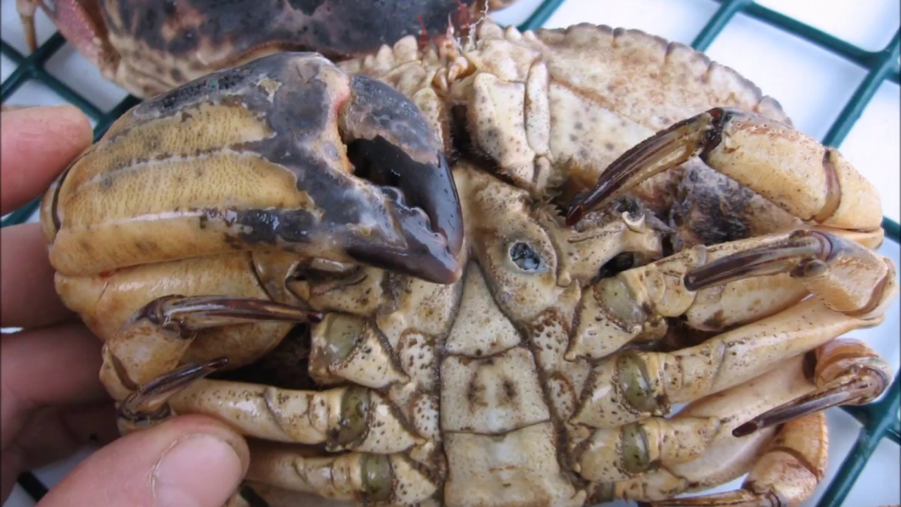 Black Shell Disease Progression (Cancer Borealis) - YouTube