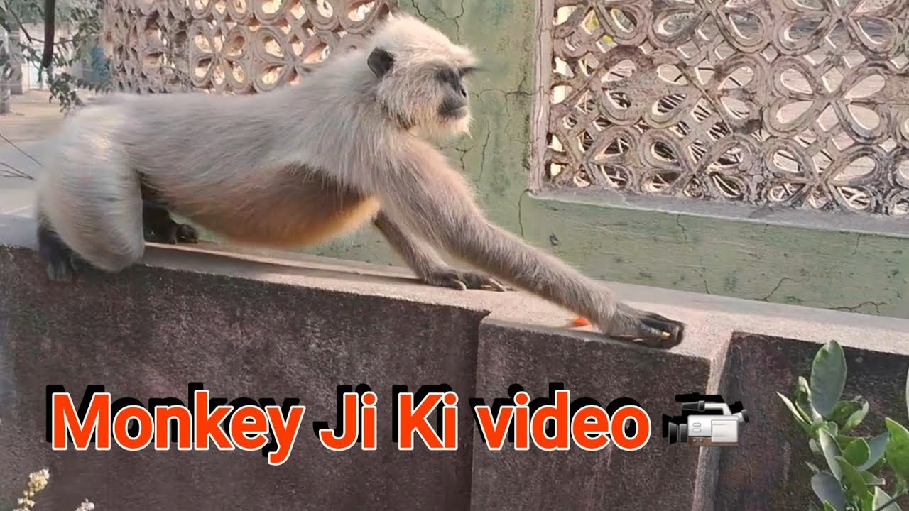 Monkey Ji Ki Video 📹 - YouTube