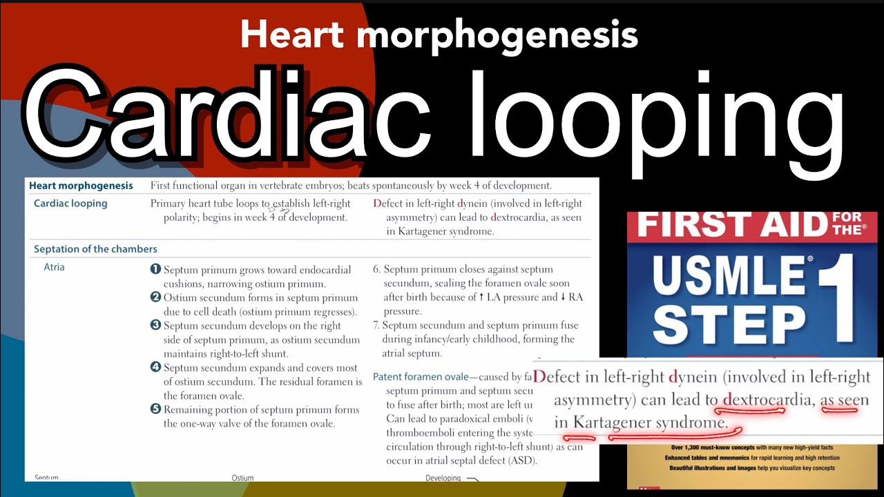 Heart morphogenesis, Cardiac looping, dextrocardia in Hindi/Urdu by ...