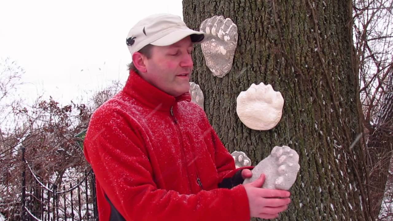 Casts of Animal Tracks (Bear, Wolf, Mountain Lion) - YouTube
