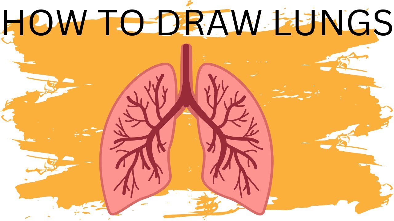 How to Draw Lungs|Portrait of aUnique Painter - YouTube