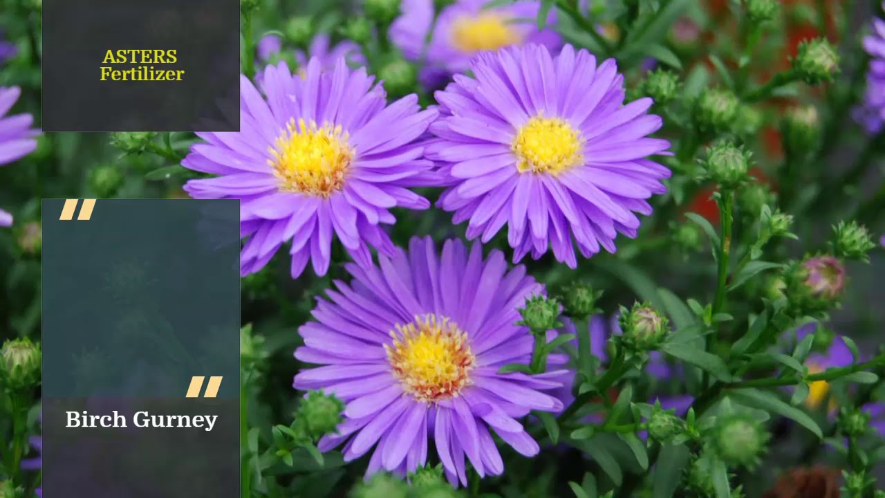 Asters | Asters Tips & Tricks | Asters Care | Asters Plant | - YouTube