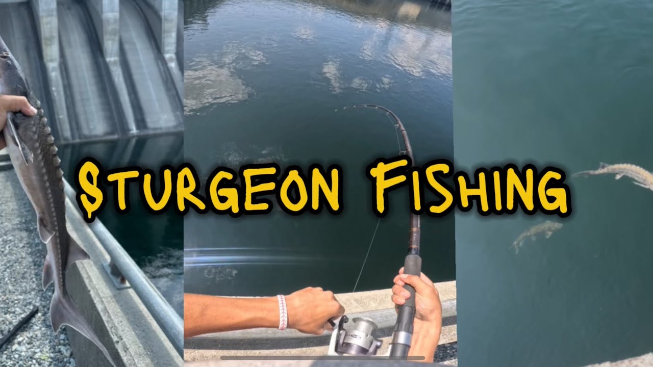 Catching sturgeon at chief Joseph dam! - YouTube