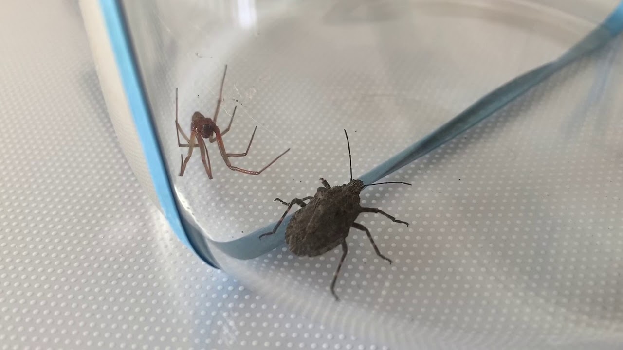 Spider vs Tic 2 - YouTube