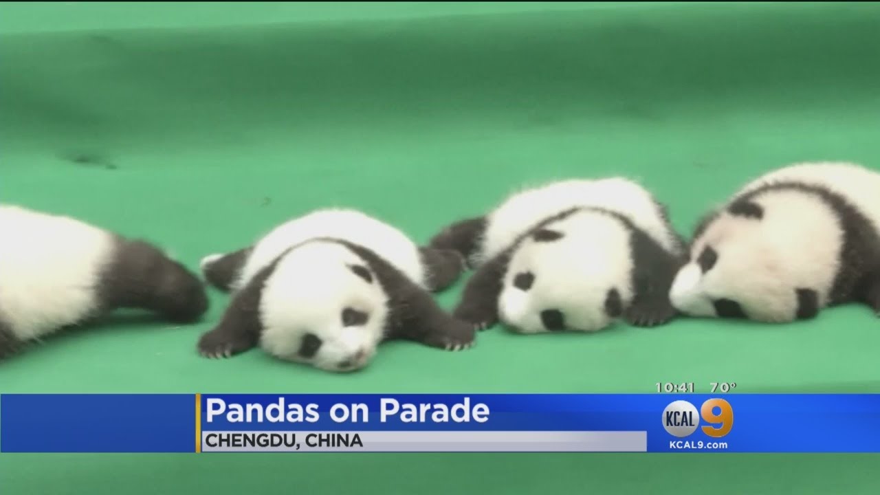 Baby Pandas On Parade - YouTube