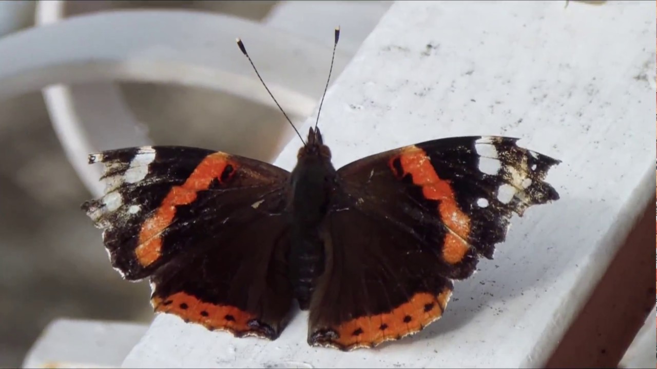 La farfalla dai tanti colori - YouTube