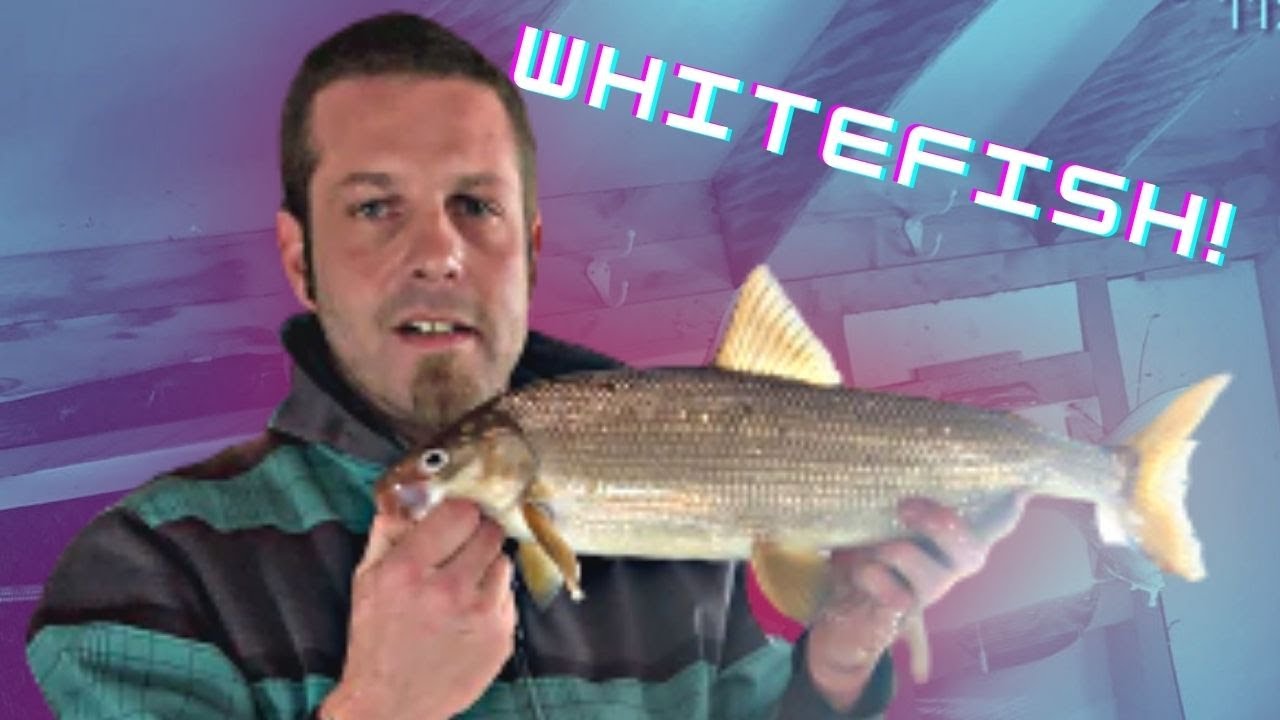 whitefishing sturgeon bay wisconsin. WE CAUGHT A GIANT!! - YouTube